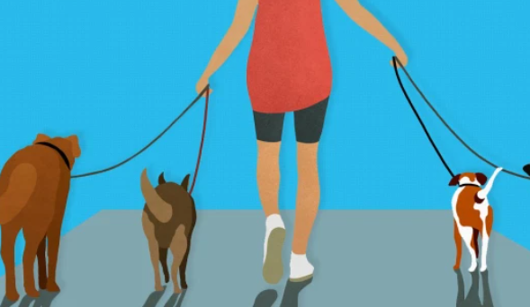 What are the Best Times to Walk a Dog? - The Tribune World