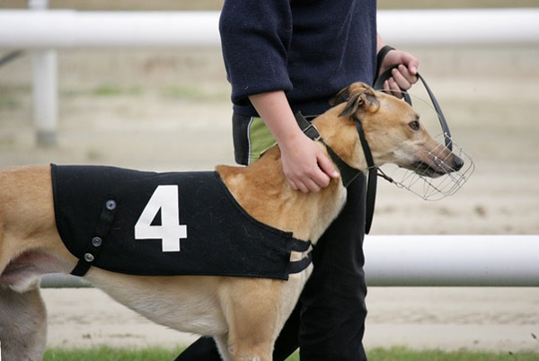 2021: A recap of the year's best Greyhound races - The Tribune World